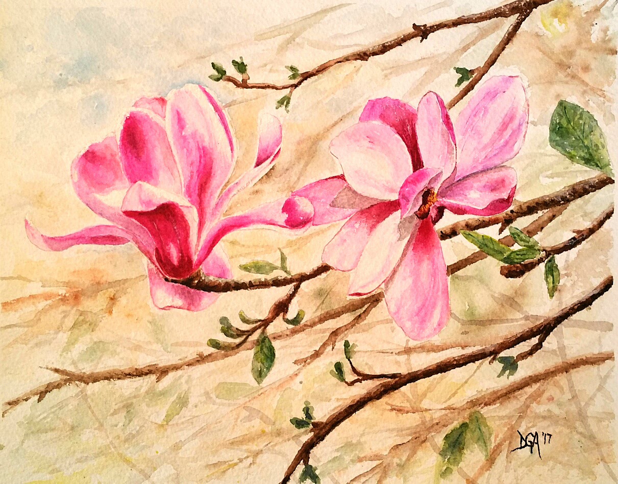 Watercolor Magnolia Blossoms - Watercolors by Donnell Anderson