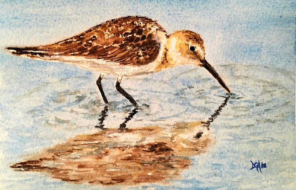 Watercolor Sandpiper - Watercolors by Donnell Anderson